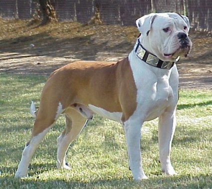 AmericanBulldogSeeTheDifferance