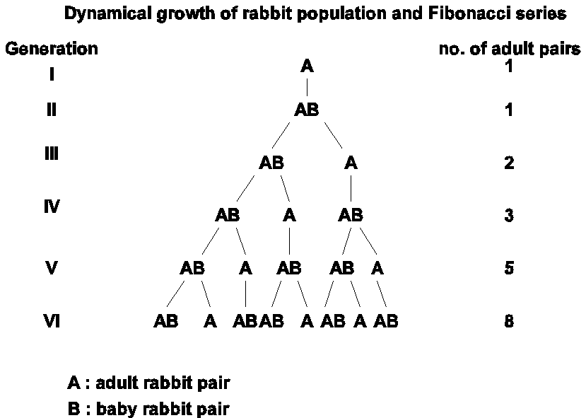 Fibonacci Sequence In Nature Diagram