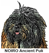 ANCIENT PULI