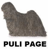 ANCIENT PULI