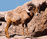 Descripción General El borrego cimarrón es la especie más grande de las ...