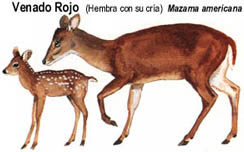 Venado Rojo