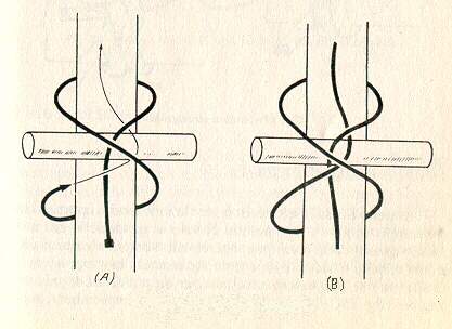 nodipes