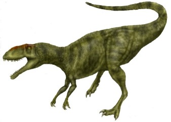 Allosauridae & Sinraptoridae