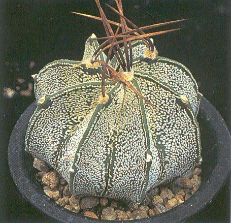 Fotos plantas de Cactus A_E Ariocarpus, Astrophytum, Aztekium, foto ...