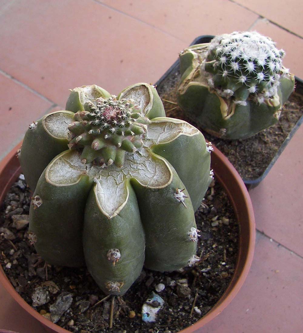 Morfología: Introducción a fisiología, sistemática plantas
