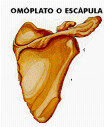 Articulaciones superiores on emaze