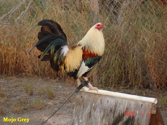 Law Grey Gamefowl