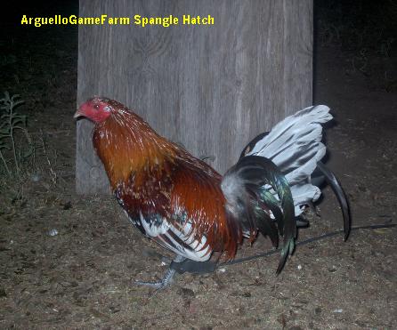 Spangled Hatch Gamefowl