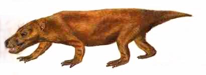 CINODONTES