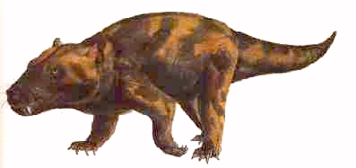 CINODONTES