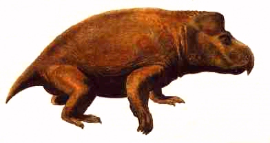 【普通博物馆——似哺爬】肯氏兽(Kannemeyeriidae)【史前爬行动物吧】_百度贴吧