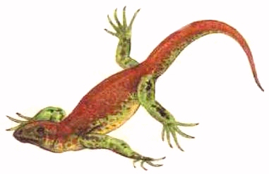 SINAPSÍDEOS TERAPSÍDEOS