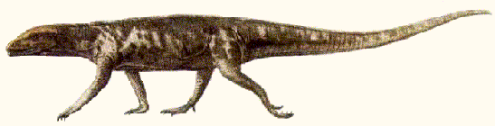Tecodontes