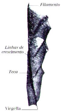 ORDOVICIANO Hemicordados e Cordados