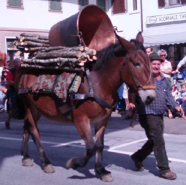 asinino híbrido bardoto