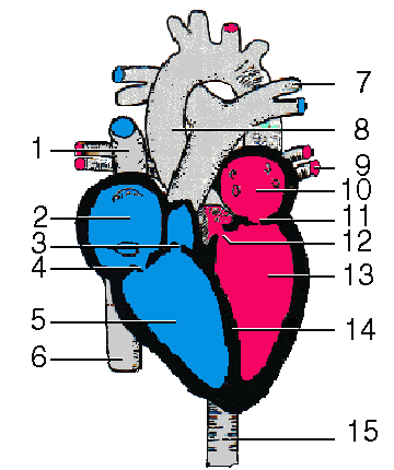 Figure 8-12 Le coeur : schéma