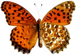 Home [www.geocities.ws]