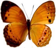 Junonia