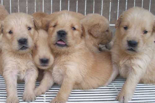 cachorros Polo Teams golden retriever BARBOUR GOLDS