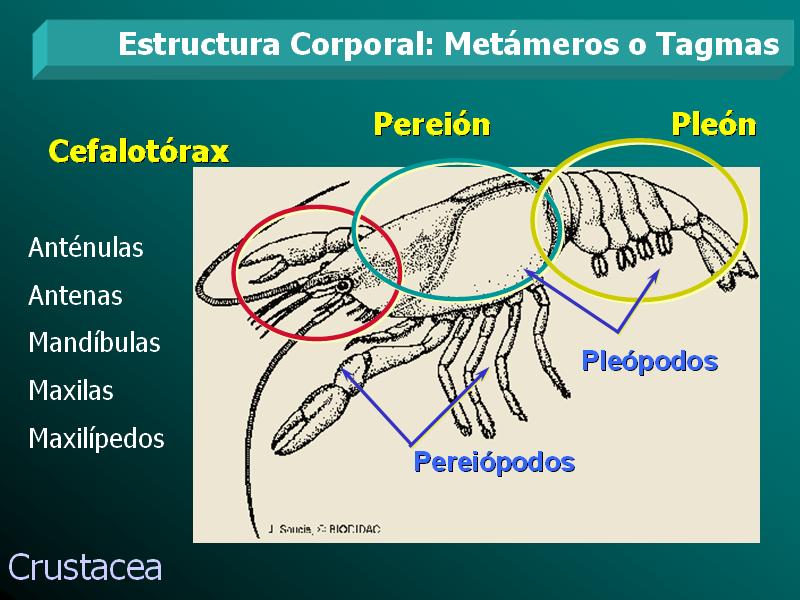 Imagenes