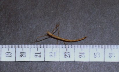 Tout sur les phasmes