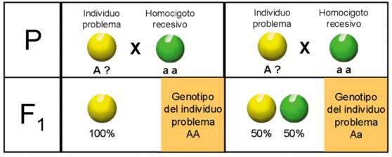 GENÉTICA MENDELIANA
