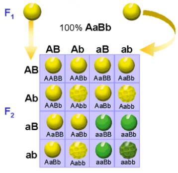 Que Es La Primera Generacion Filial F2 - Descargar Mp3