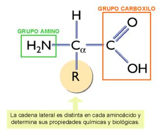 AMIGOS PARA SIEMPRE: BIOQUÍMICA - LOS AMINOÁCIDOS