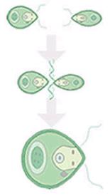 REPRODUCCIÓN SEXUAL