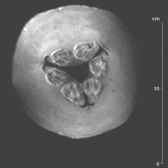time-harmonic inverse technique