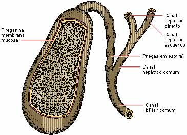 Fisiologia do Sistema Digestório - Continuação