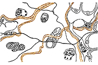 Teixits connectius Teixits connectius