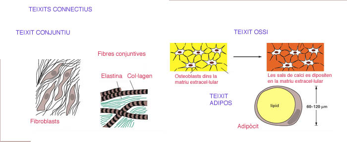Teixits connectius Teixits connectius