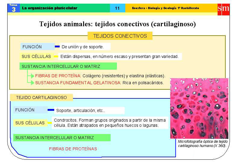 Teixits connectius Teixits connectius
