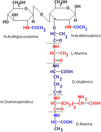 El esqueleto de la pared celular bacteriana está constituido por un ...