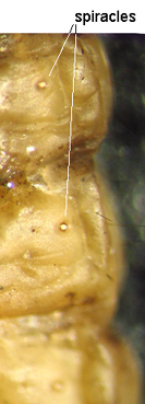 MOTH RESPIRATORY SYSTEM