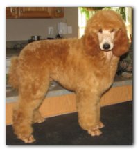Standard Poodle Red - Cooper