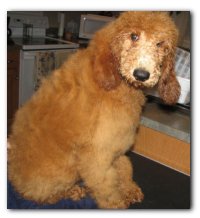 Standard Poodle Red - Cooper