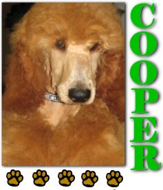 Standard Poodle Red - Cooper