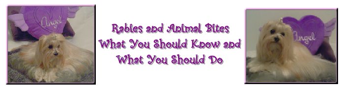 Rabies and Animal Bites - What You Should Know