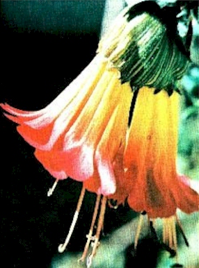 Flores - Cantuta - Patuju - Símbolos Patrios de Bolivia - Conozca ...