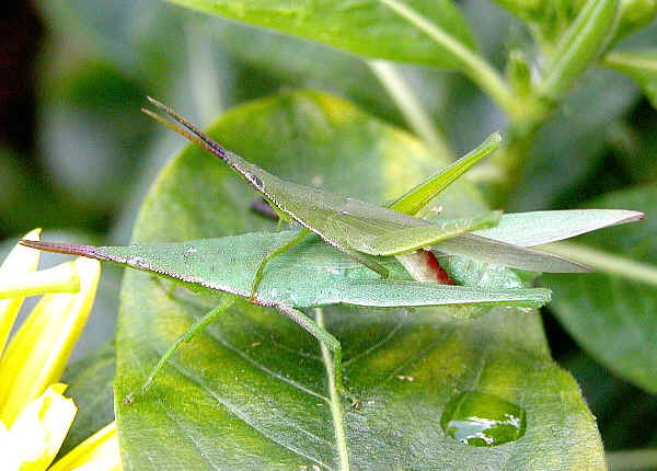 Northern Grass Pyrgimorph - Atractomorpha similis