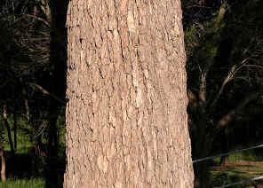 Children's Stick Insect - Tropidoderus childrenii