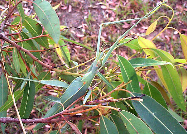 Children's Stick Insect - Tropidoderus childrenii