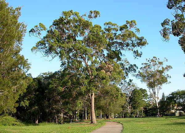 Children's Stick Insect - Tropidoderus childrenii
