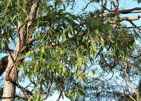 Children's Stick Insect - Tropidoderus childrenii