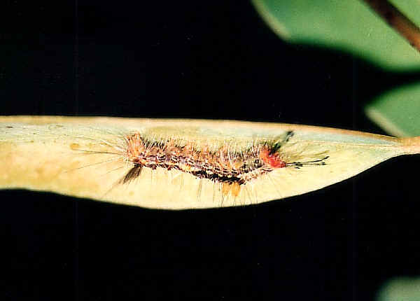 Tussock Moths - Family Lymantriidae