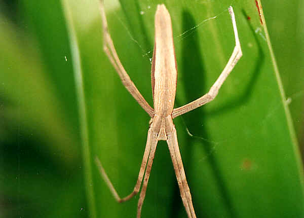 FAMILY DEINOPIDAE - Net-casting Spiders