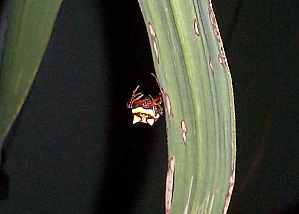 Two-spined Spider - Poecilopachys australasia
